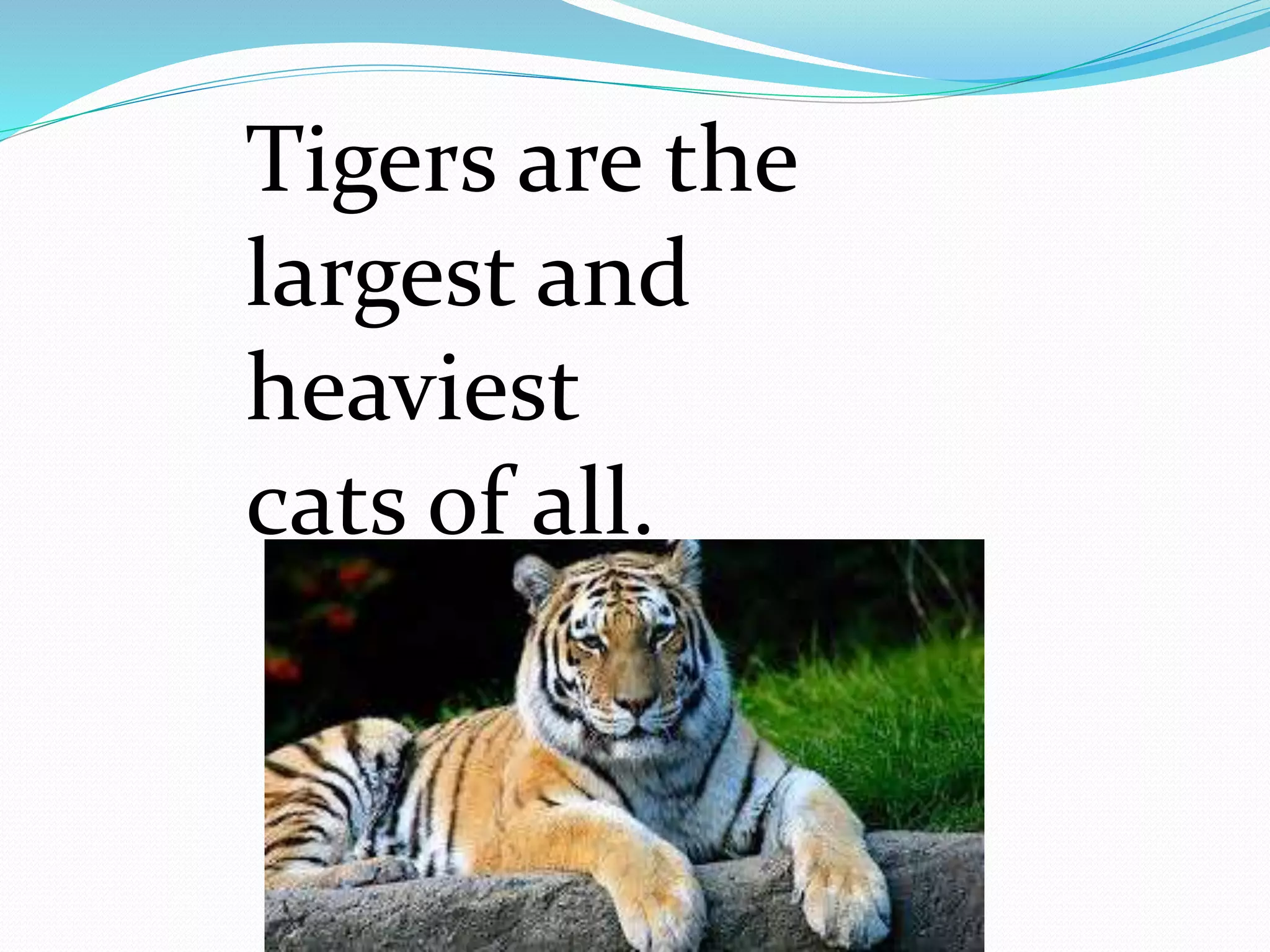 All About Tigers by Katie | PPTX