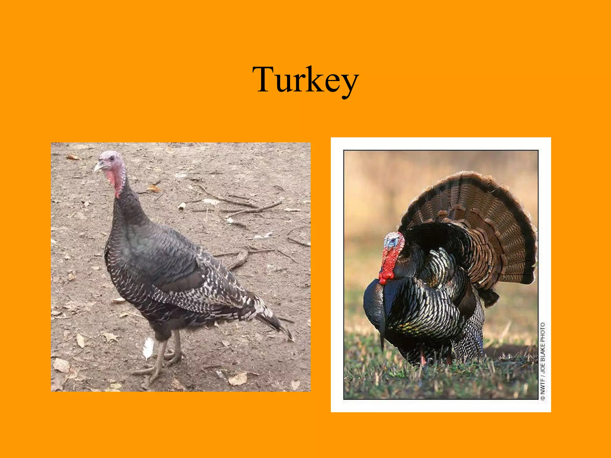 All about turkey’s | PPT