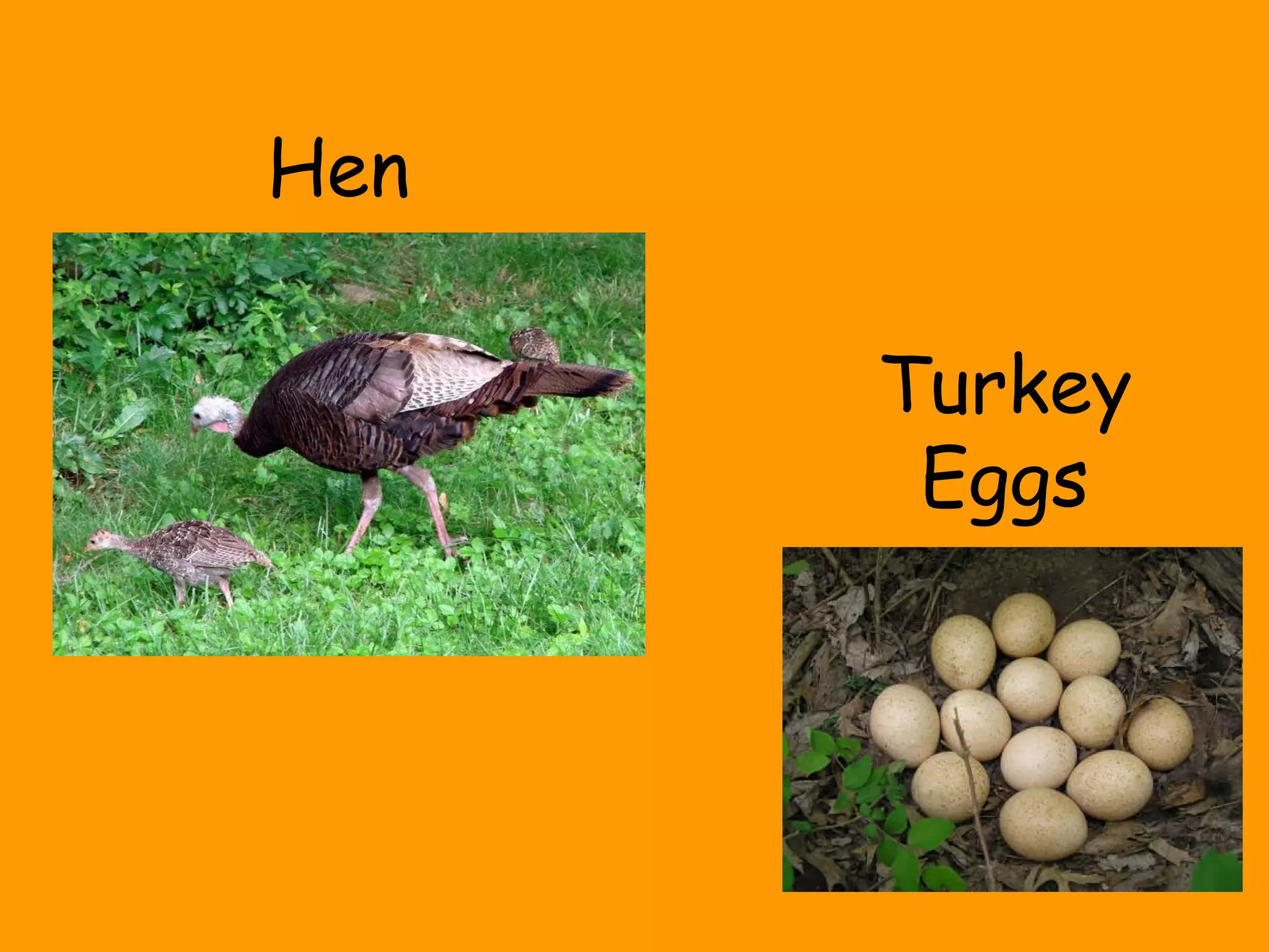 All about turkey’s | PPT | Birds | Pets