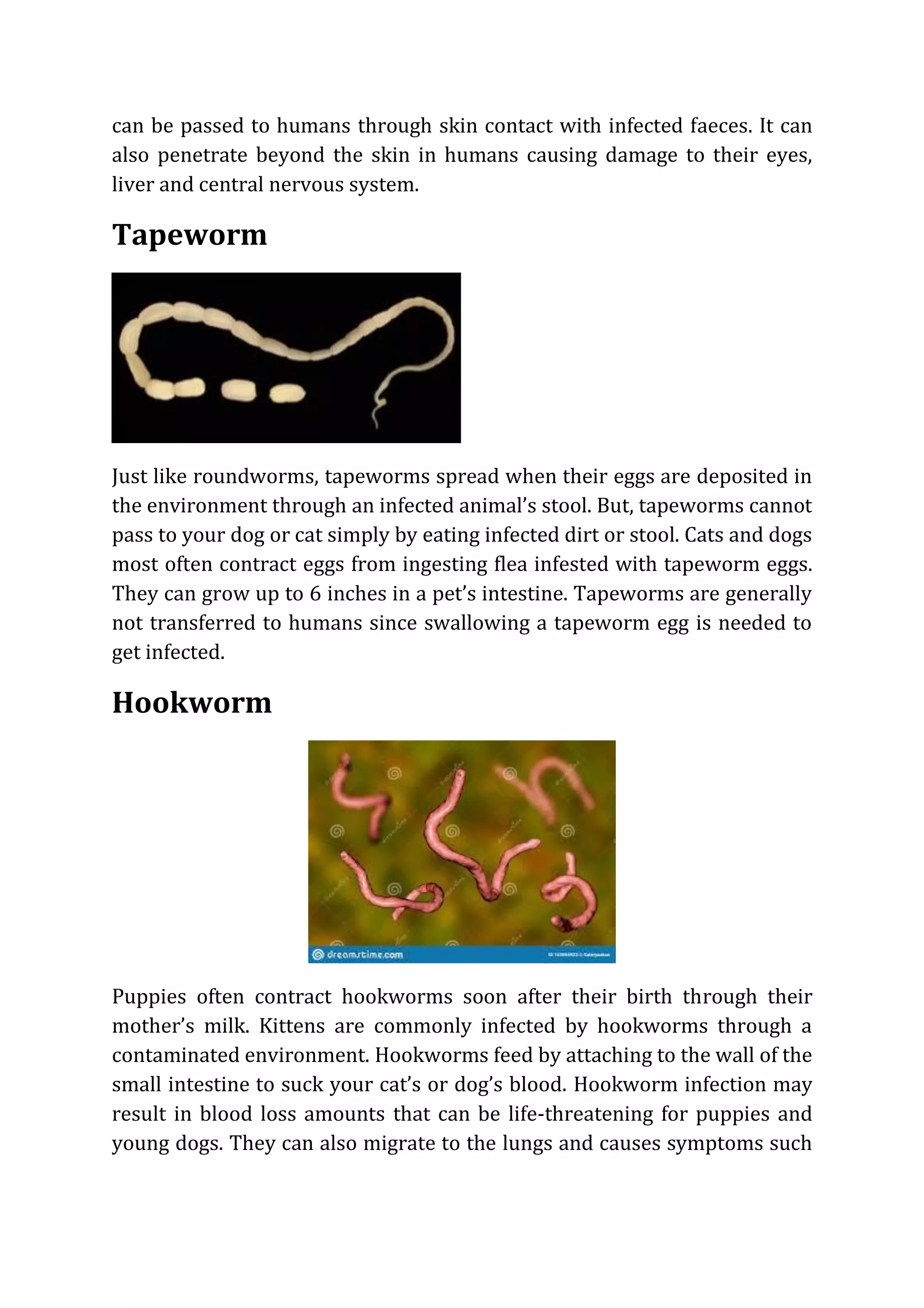 All about worm infection in dogs and cats | PDF