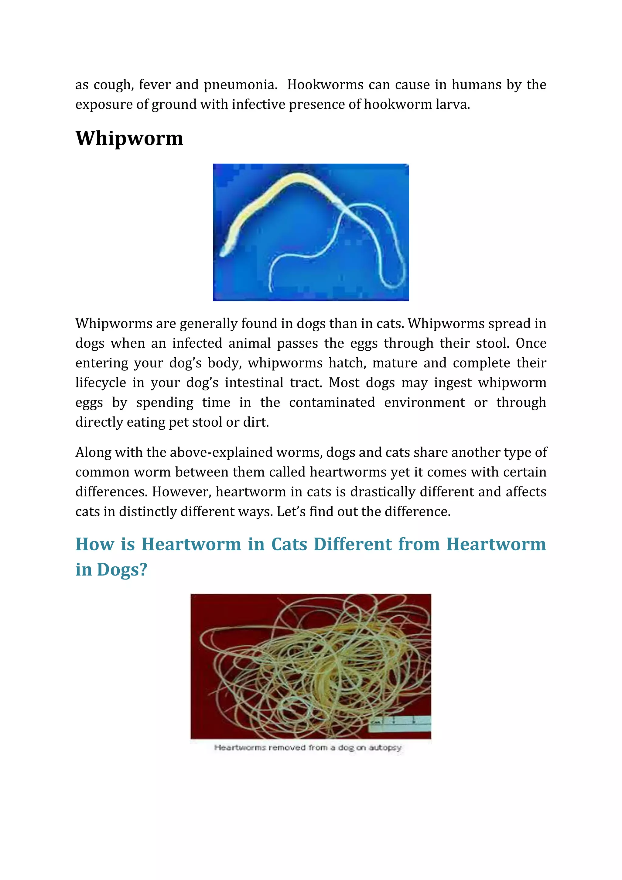 All about worm infection in dogs and cats | PDF