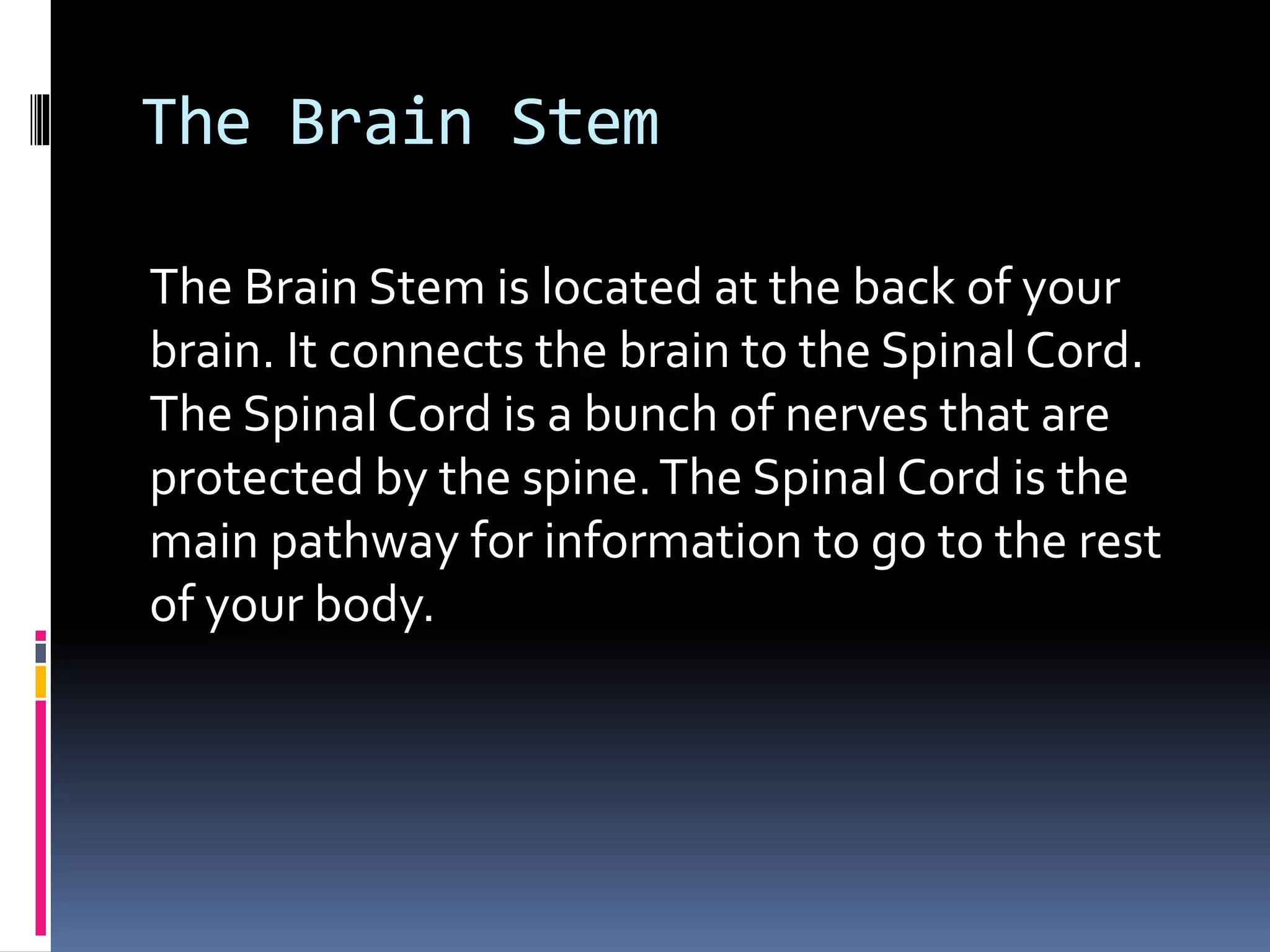 All about your brain | PPT