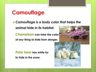 All adaptations | PPTX | Reptiles | Pets