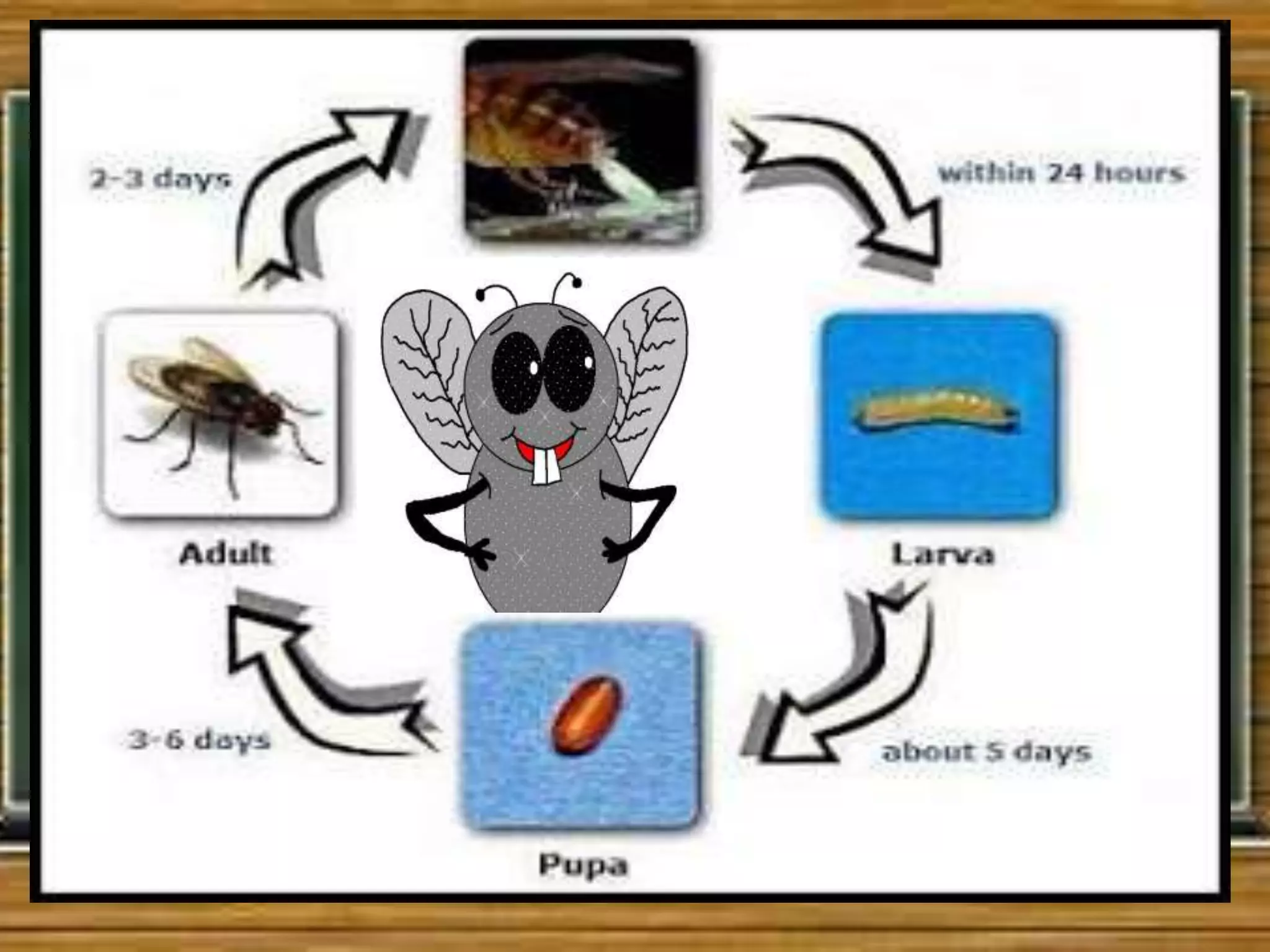 Allah bersifat hayat | PPT