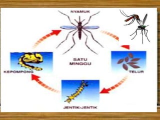 Allah bersifat hayat | PPTX