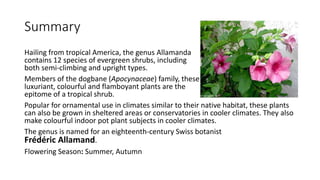 Allamanda | PPT
