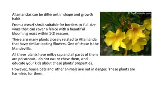 Allamanda | PPT