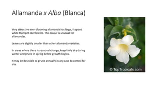 Allamanda | PPT