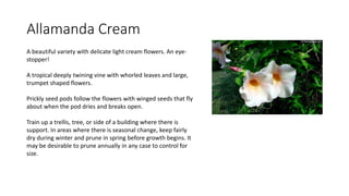 Allamanda | PPT