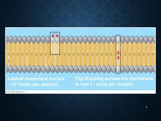 Membrane Structure and Functions | PPT