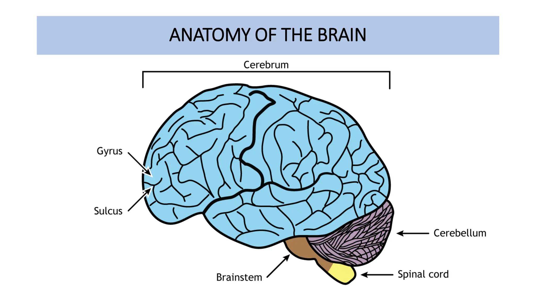 REVIEW OF ANATOMY AND PHYSIOLOGY OF BRAIN.pptx