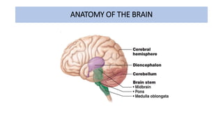 REVIEW OF ANATOMY AND PHYSIOLOGY OF BRAIN.pptx