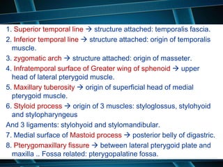 All anatomy practical | PDF