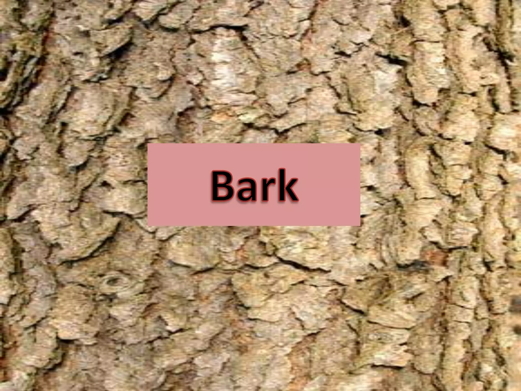 All bark | PPT