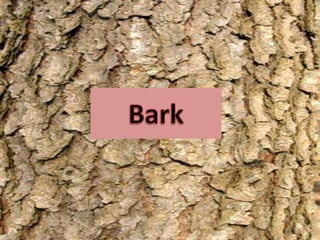 All bark | PPT