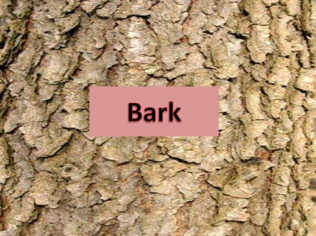 All bark | PPT