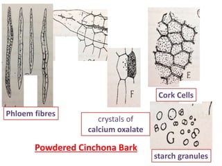 Cinchona Bark Microscopy