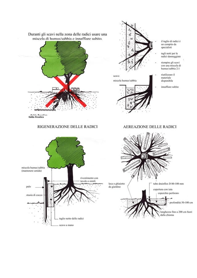 allegato-b-protezione-alberi-in-cantieri.pdf