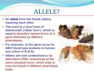 Allele Definition