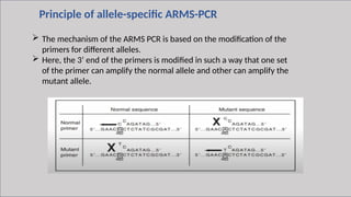 Allele specific Polymerase chain reaction (PCR)).pptx