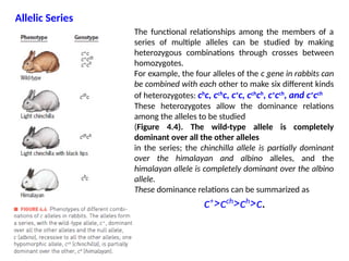 Allelic and non-allelic interaction in Drosophila.pptx