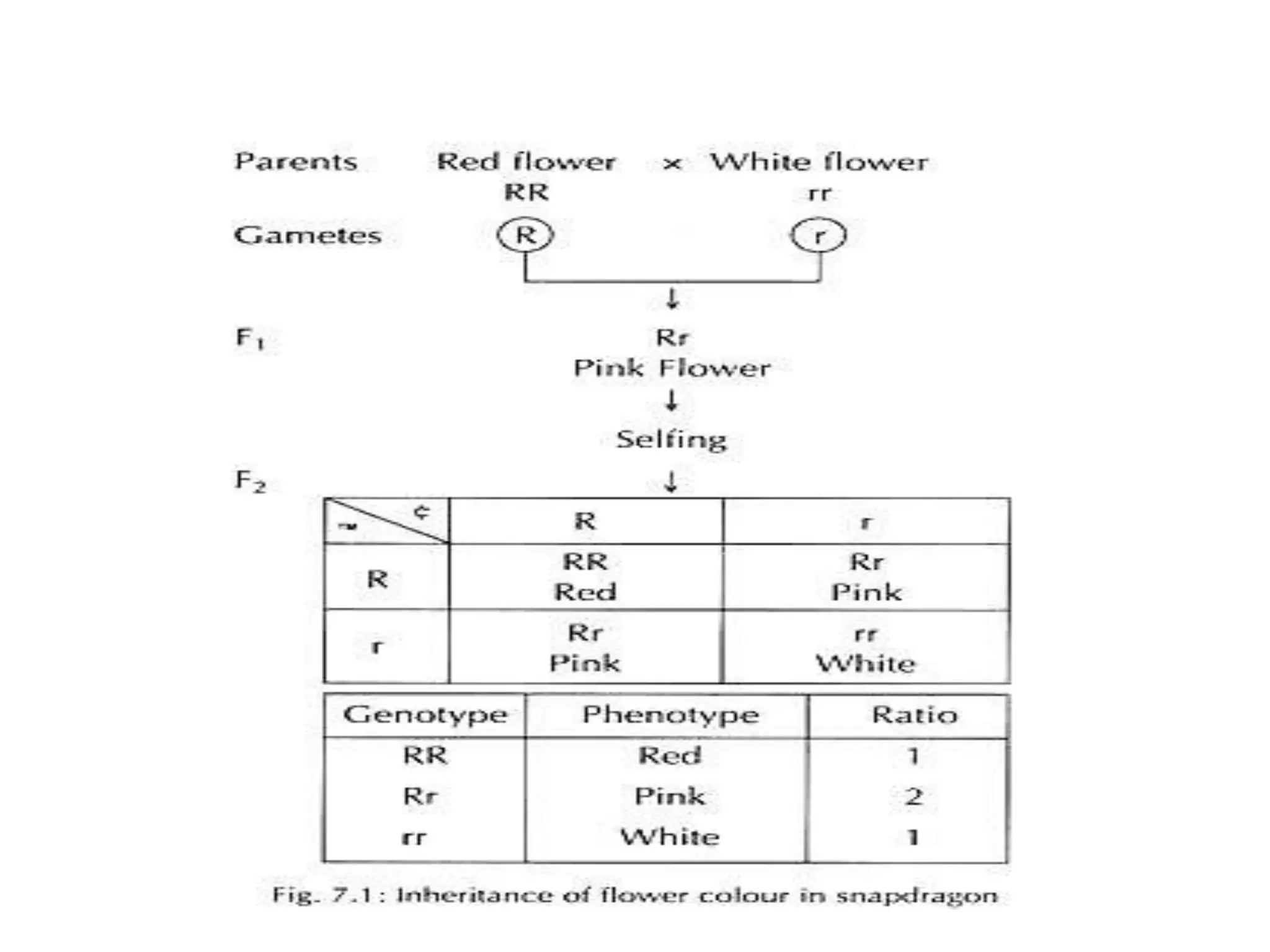 Allelic Gene Interaction.pptx