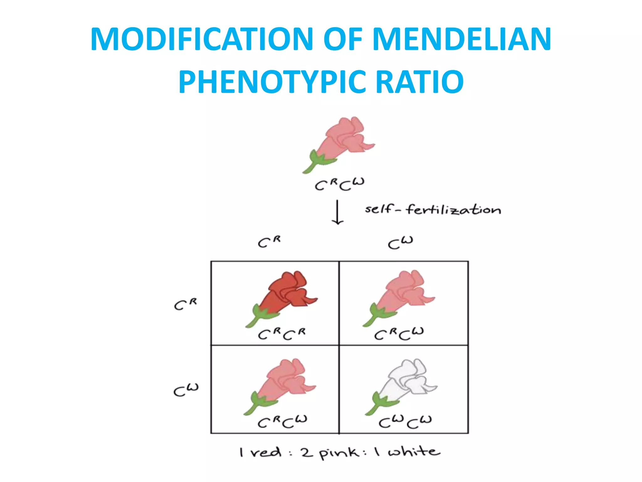 Allelic Gene Interaction.pptx