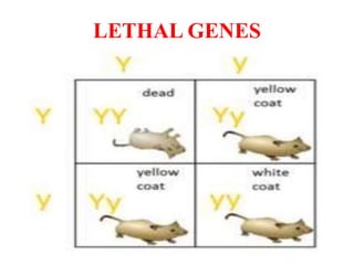 Allelic Gene Interaction.pptx