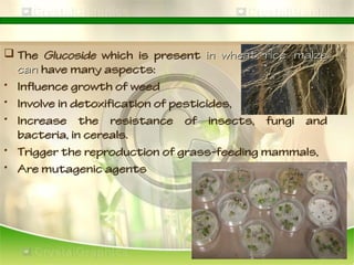 ALLELOPATHY BY HIMANSHU | PPT