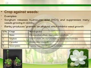 ALLELOPATHY BY HIMANSHU | PPT