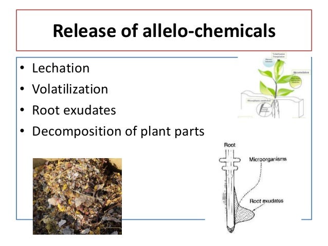 Allelopathy