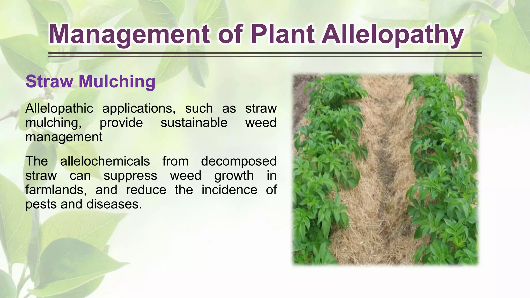 Allelopathy | PPSX