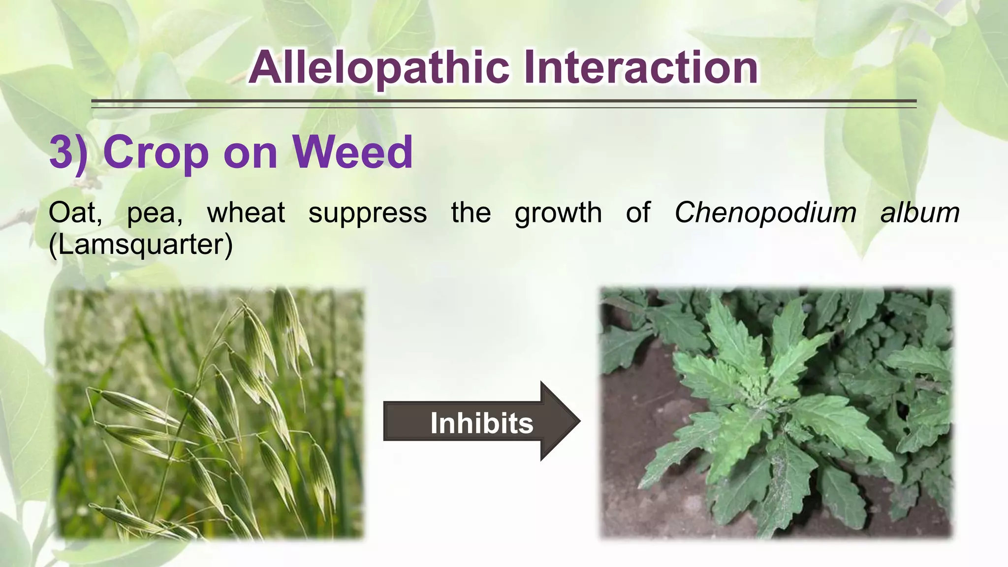 Allelopathy | PPSX