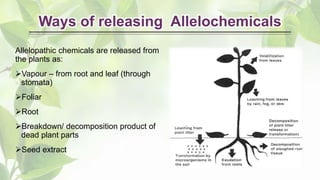 Allelopathy | PPT