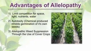 Allelopathy | PPT