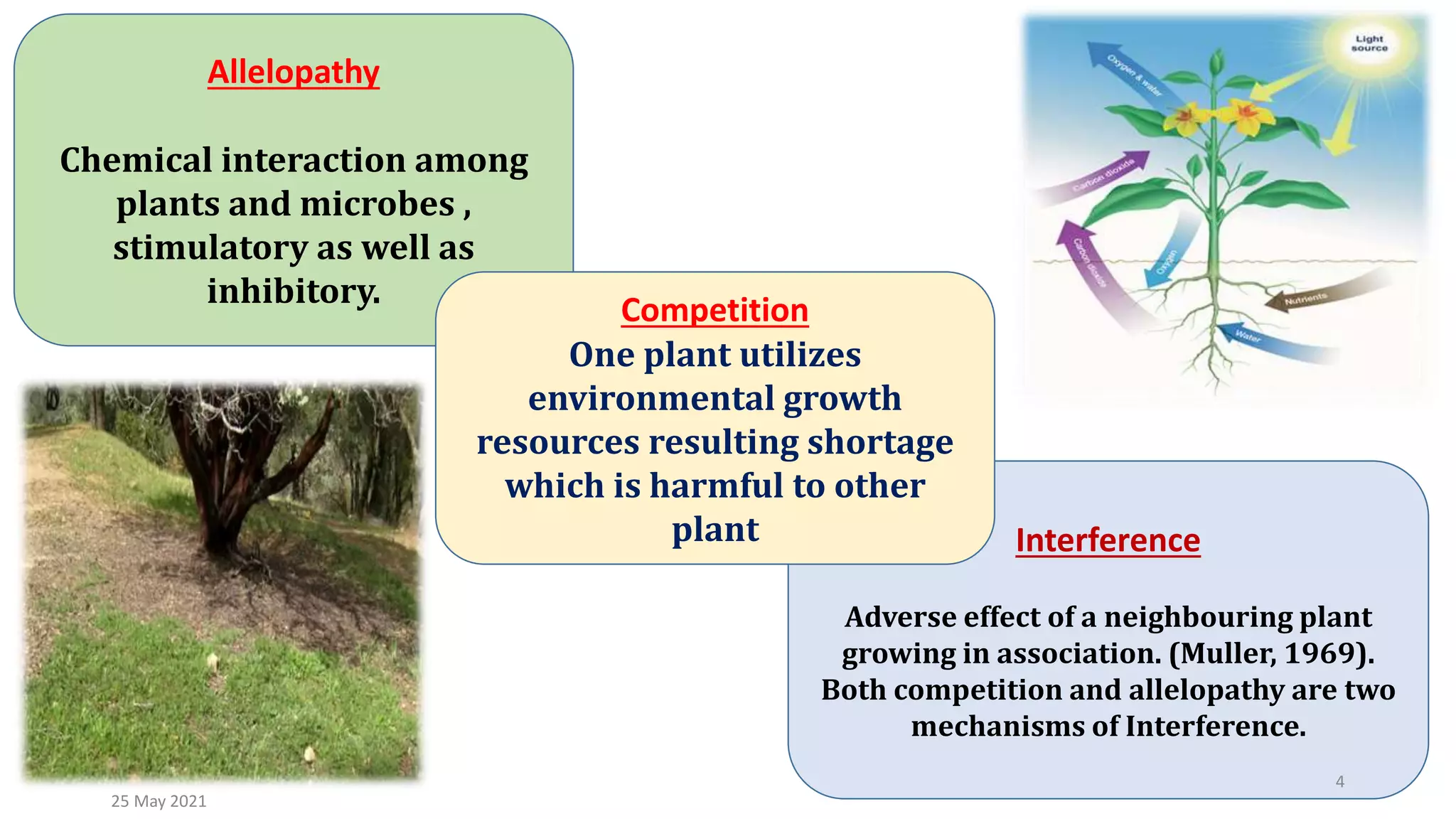 Allelopathy and its effects on vegetable production | PPTX