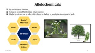 Allelopathy and its effects on vegetable production | PPTX