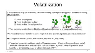 Allelopathy and its effects on vegetable production | PPTX