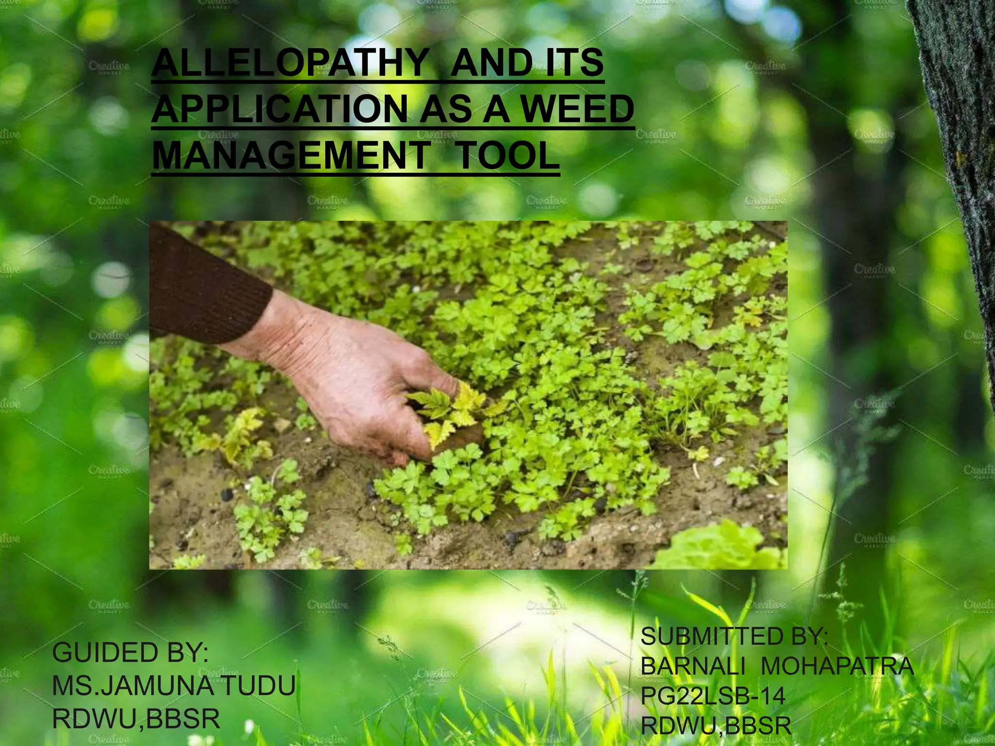 ALLELOPATHY and it's role in weed management | PPTX