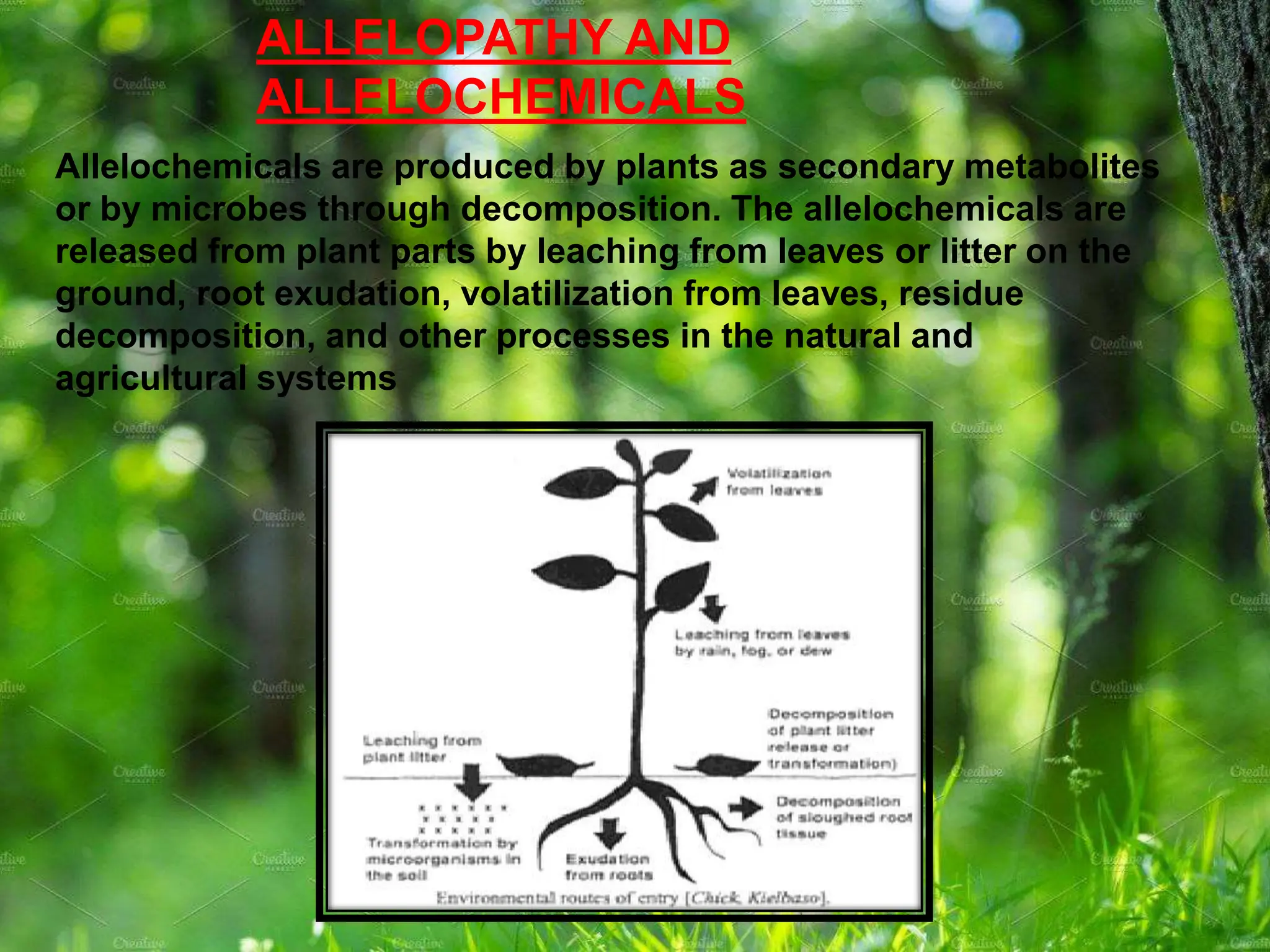 ALLELOPATHY and it's role in weed management | PPTX