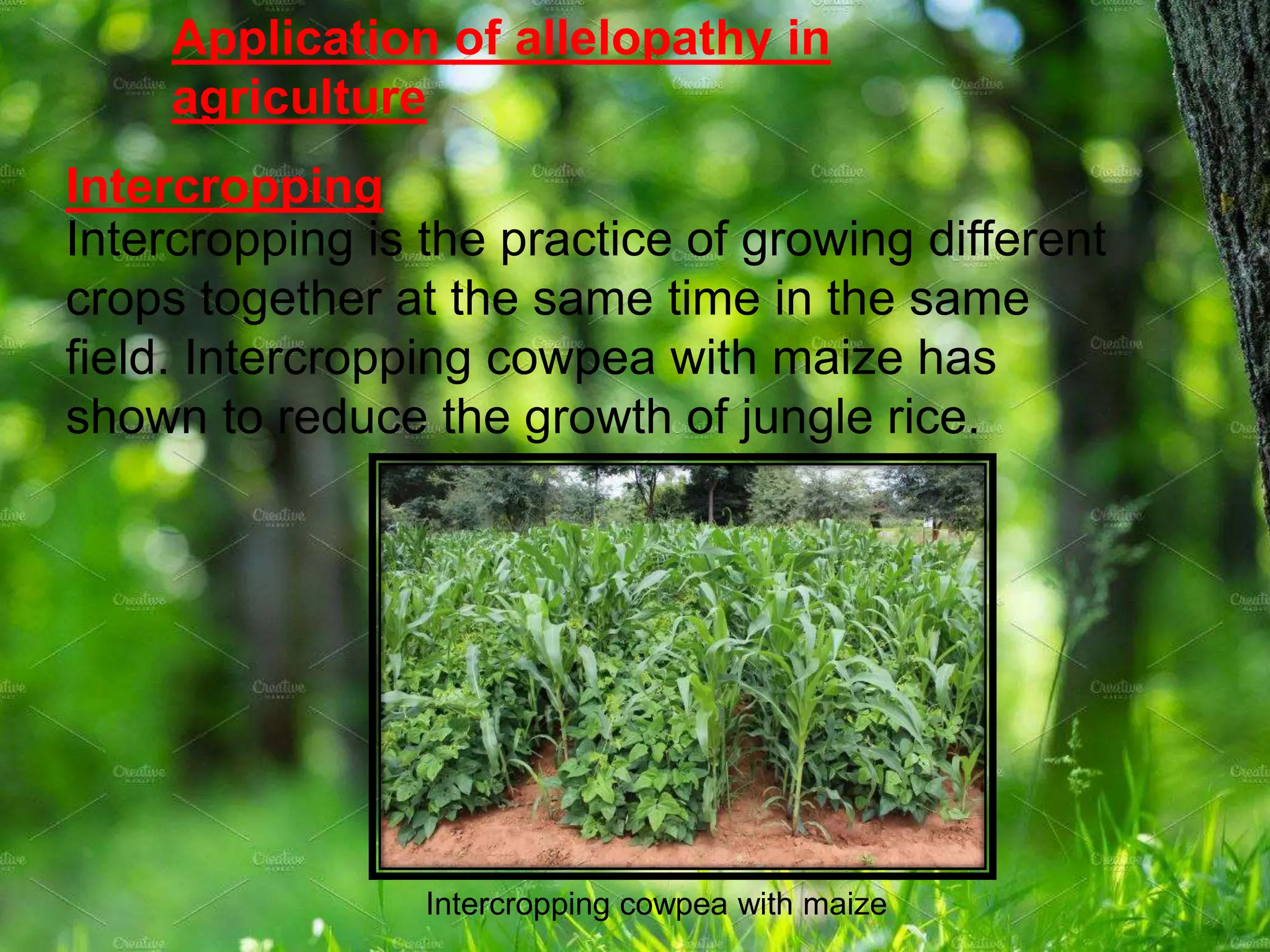 ALLELOPATHY and it's role in weed management | PPTX