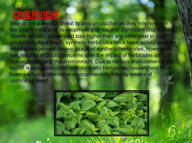 Allelopathy And Its Role In Weed Management Pptx Agriculture Industries