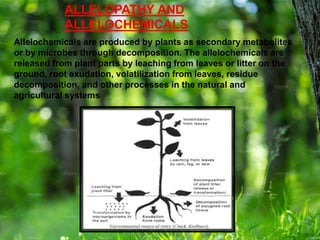 ALLELOPATHY and it's role in weed management | PPTX