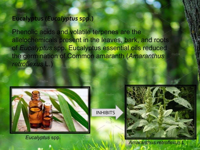 Allelopathy And Its Role In Weed Management Pptx Agriculture Industries