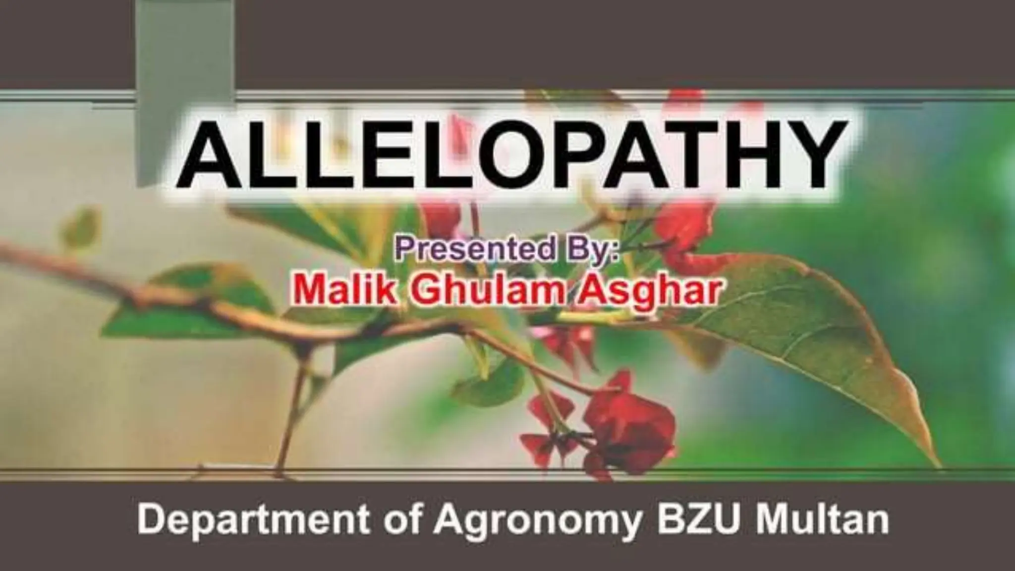 Allelopathy effects of Weeds.pptx Allelopathy effects on crop | PPTX