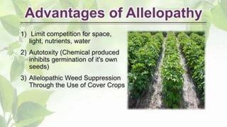 Allelopathy effects of Weeds.pptx Allelopathy effects on crop | PPTX