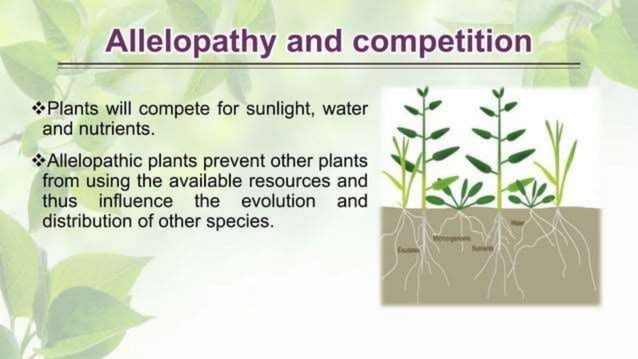 Allelopathy effects of Weeds.pptx Allelopathy effects on crop | PPTX
