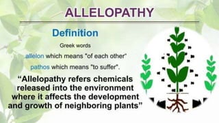 Allelopathy effects of Weeds.pptx Allelopathy effects on crop | PPTX