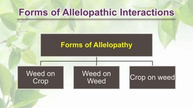 Allelopathy effects of Weeds.pptx Allelopathy effects on crop | PPTX