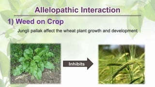 Allelopathy effects of Weeds.pptx Allelopathy effects on crop | PPTX